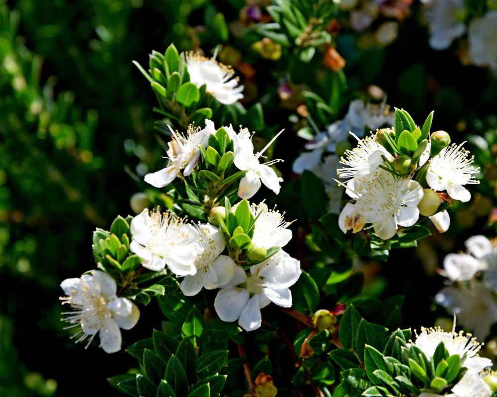 Mirto comune tarentina - FloralGarden