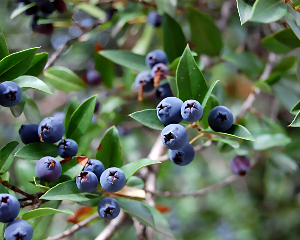 Mirto comune tarentina - FloralGarden