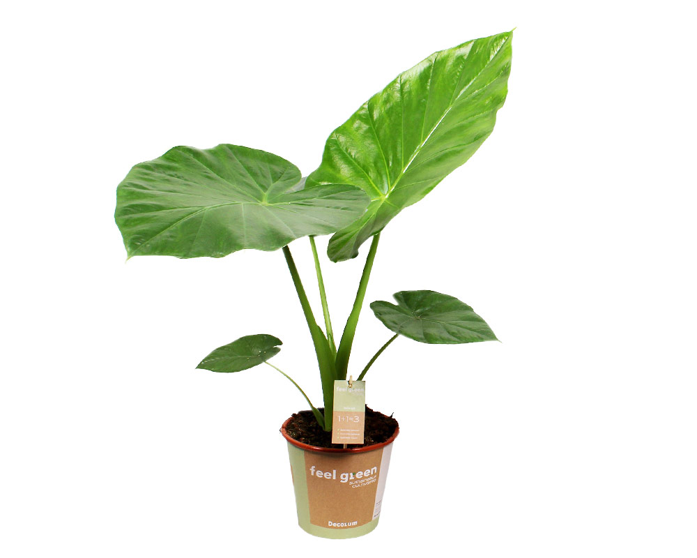 Alocasia Macrorrhiza h75 - FloralGarden