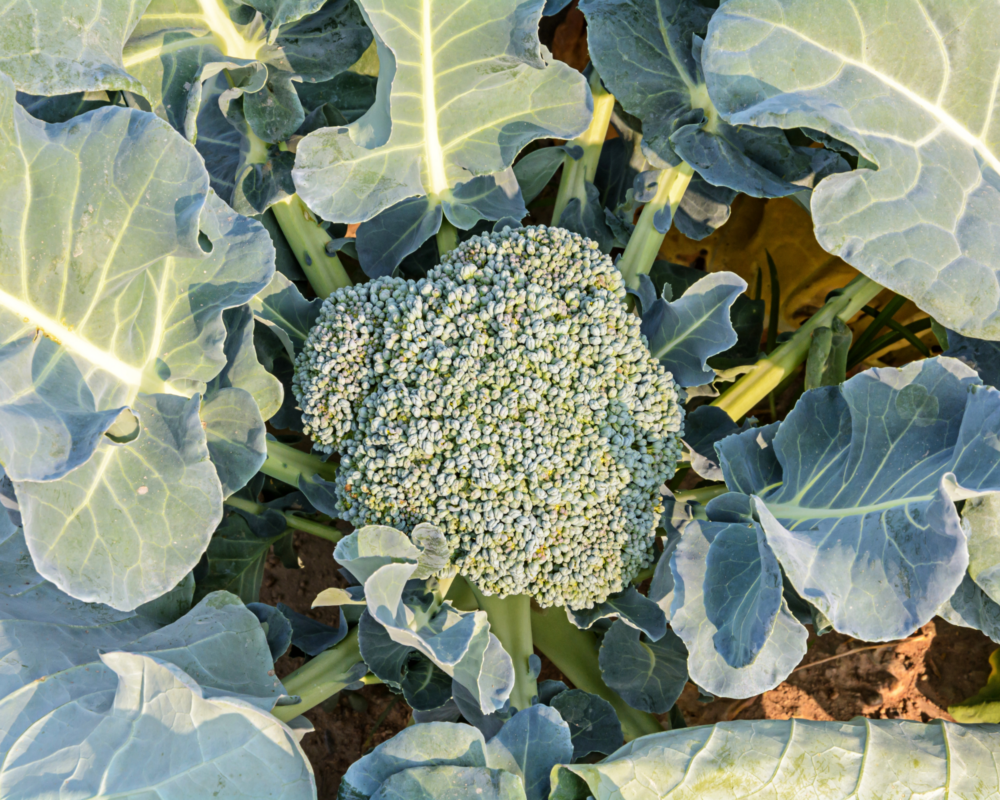 Semi di Cavolo Broccolo Ramoco Calabrese - Franchi sementi - FloralGarden