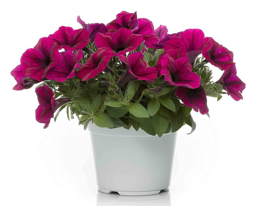 Surfinia V14 - FloralGarden